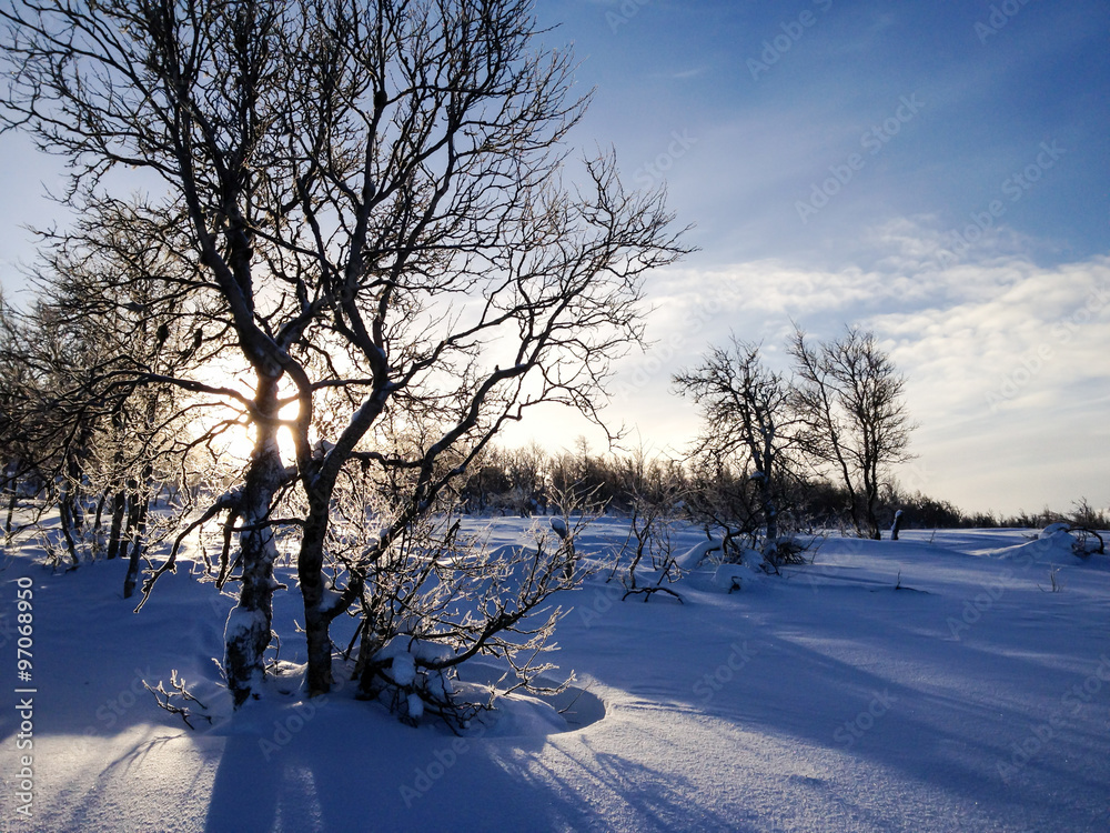 Winter mountain birch Stock Photo | Adobe Stock