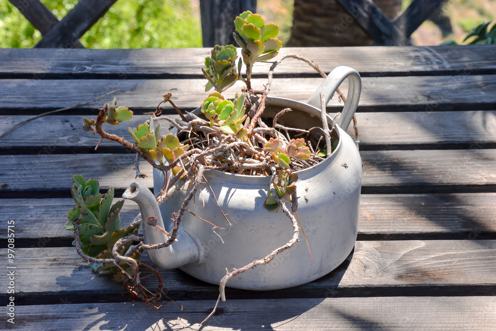 Strange Unusual Plant Pot Stock Photo | Adobe Stock