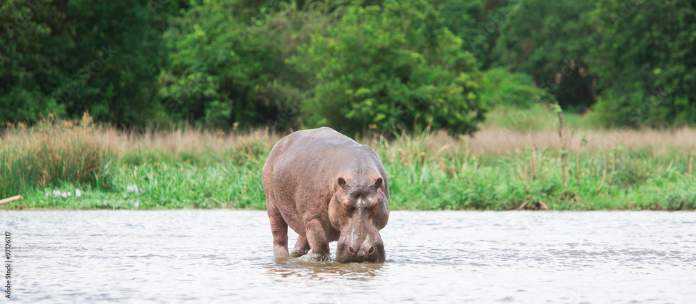 Hippo drinking Stock Photo | Adobe Stock