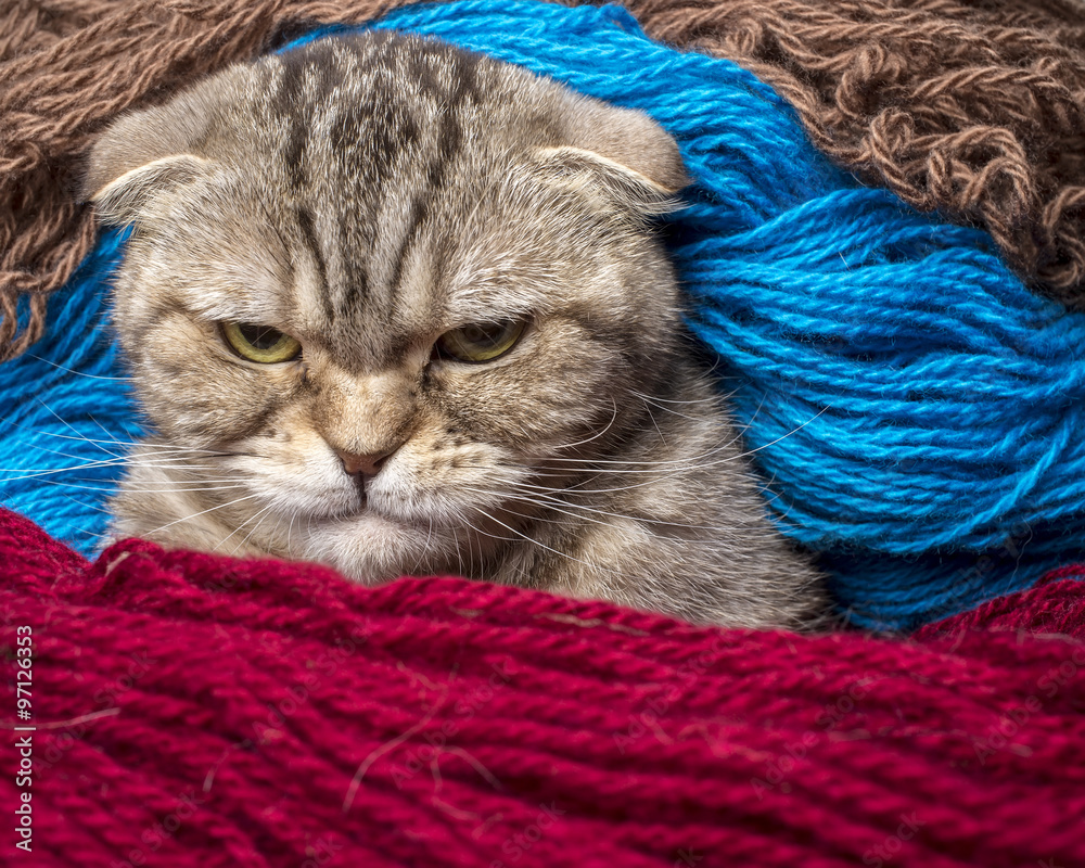 Very Angry Cat
