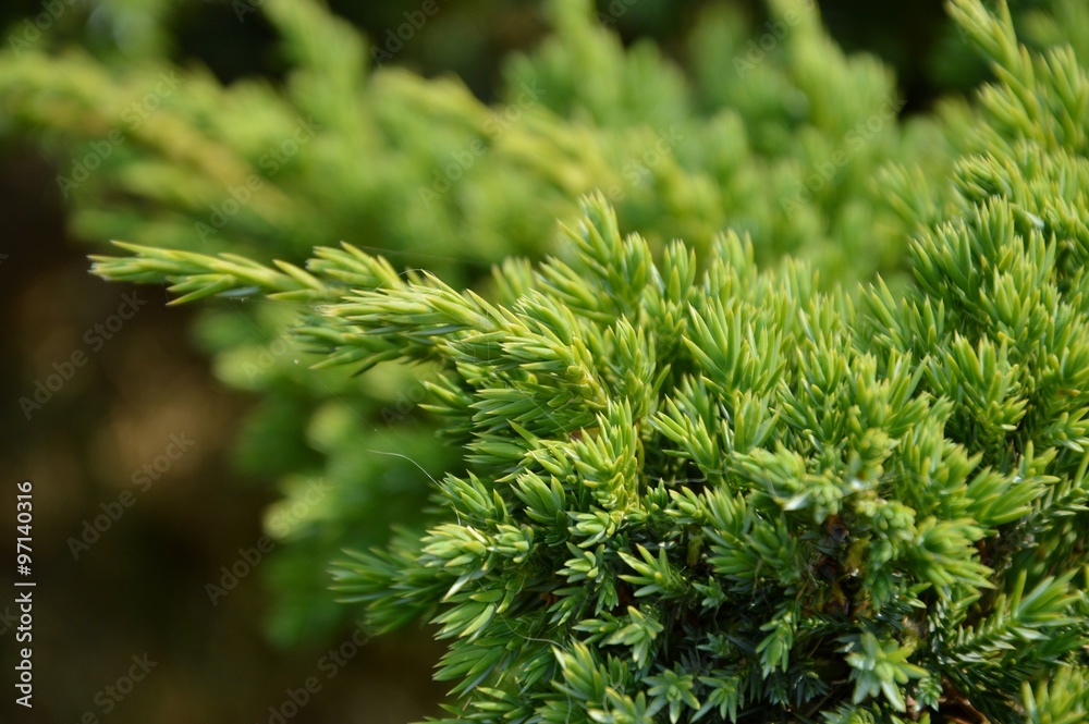 juniper Stock Photo | Adobe Stock