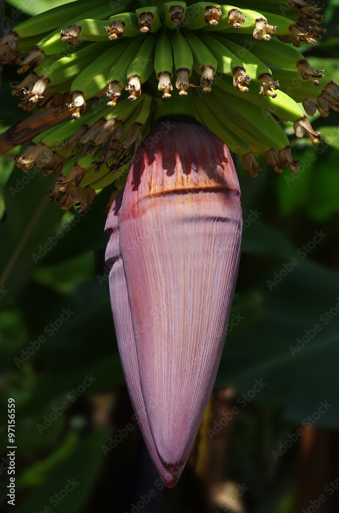 bananenblüte Stock-Foto | Adobe Stock