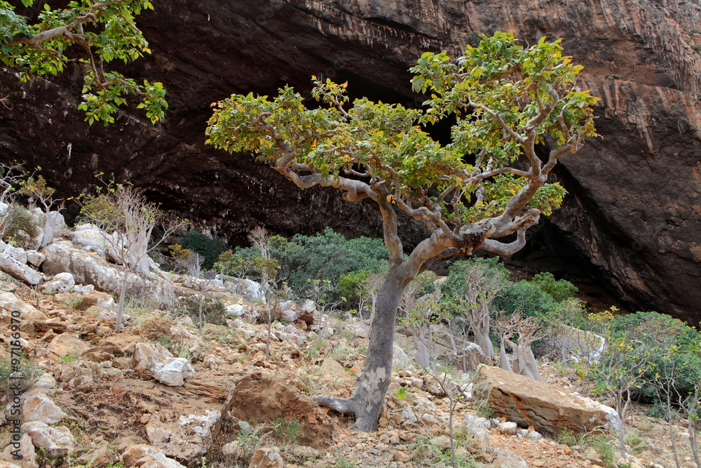 Boswellia - frankincense tree - Socotra island Stock Photo | Adobe Stock
