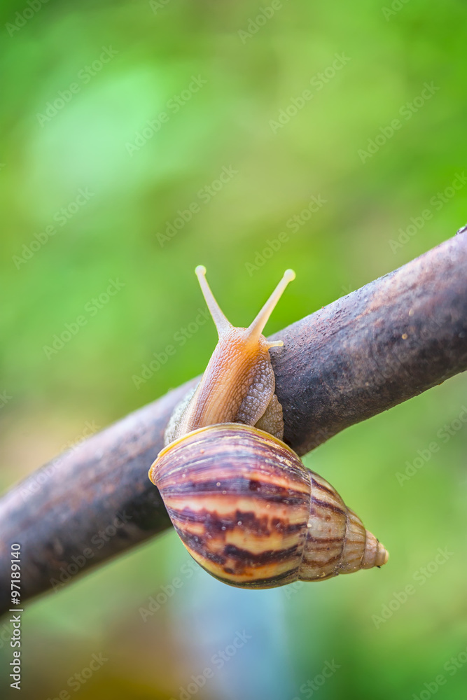 Snail crawling on a tree trying to heavy physical exertion screws ...