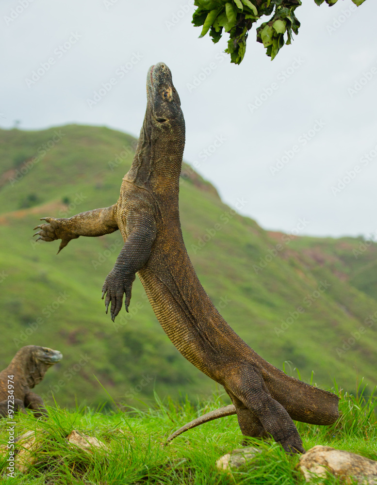 Komodo dragon is standing upright on their hind legs. Interesting ...