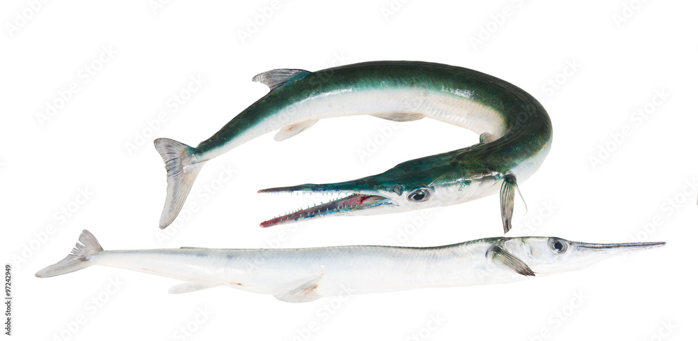 Two fish houndfish, Tylosurus crocodilus on white background Stock ...