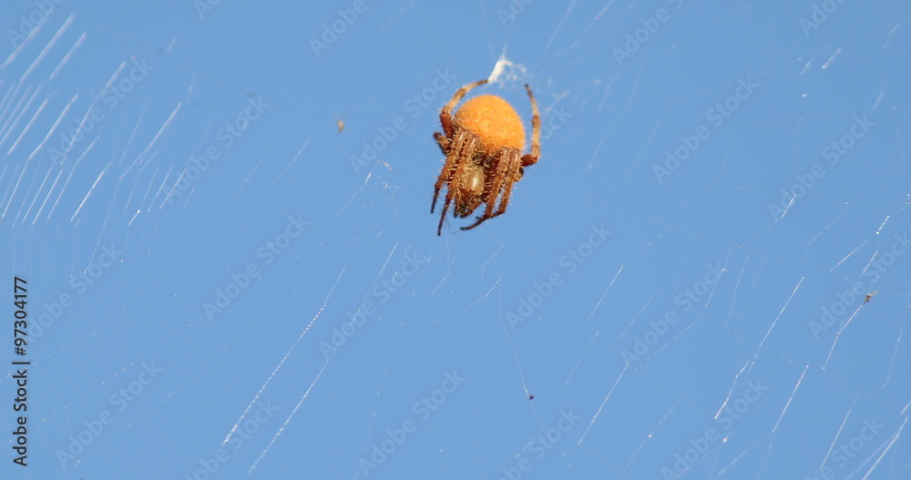 Cat-faced Spider (Araneus gemma) in its web Stock Video | Adobe Stock