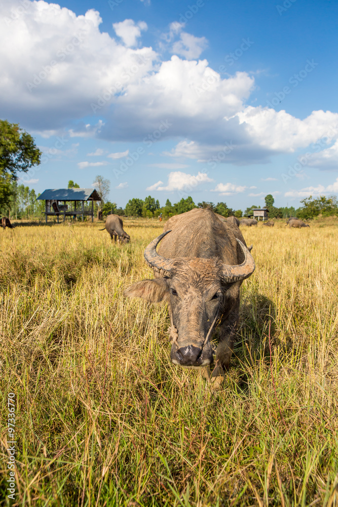 Water buffalo standing on rice field after harvest under beautif Stock ...