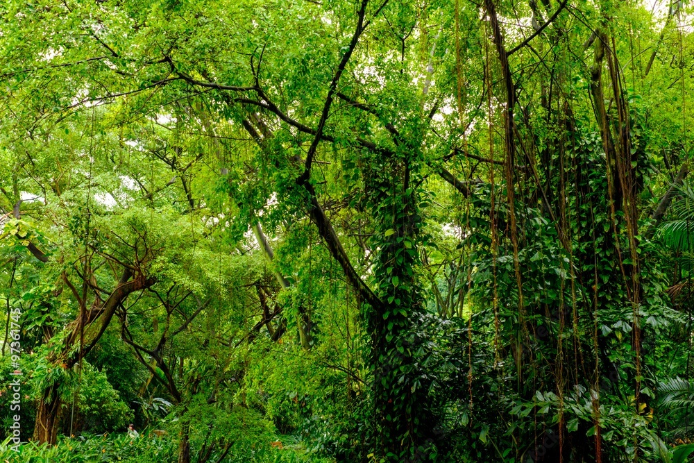 Lush tropical green jungle Stock Photo | Adobe Stock