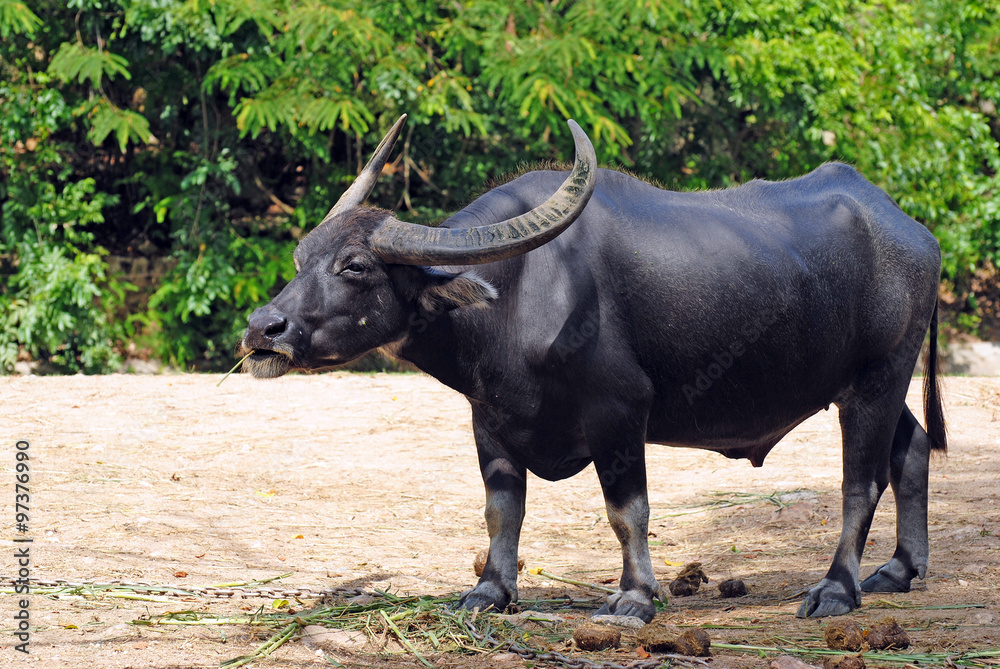 Buffalo in the forest Stock Photo | Adobe Stock