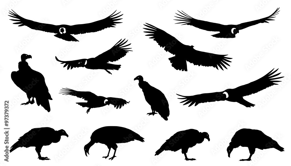 condor silhouettes Stock Vector | Adobe Stock