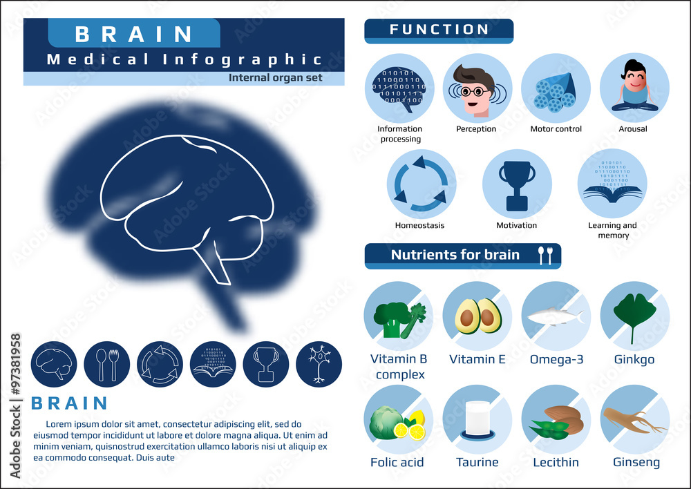 medical infographic of brain's function and nutrients that benefit for ...