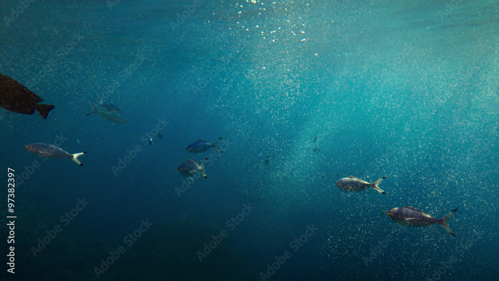 Diving bottom window porthole view of tropical fishes swimming in blue ...