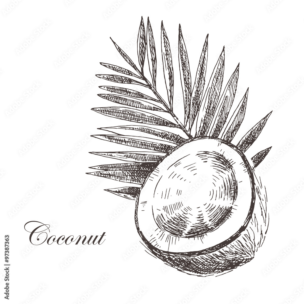 Coconut Pencil Drawing
