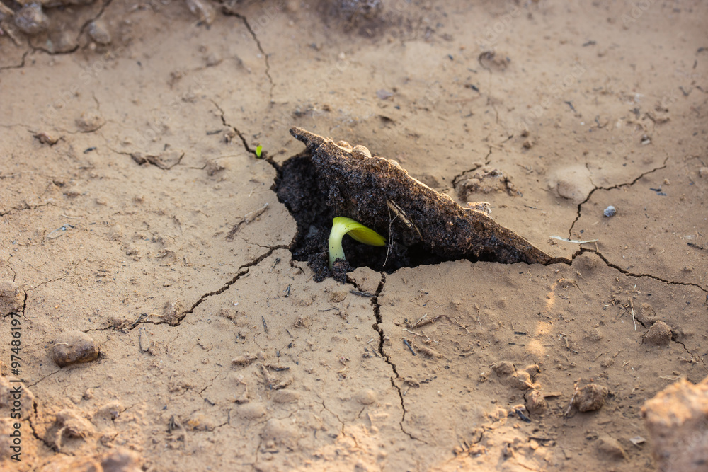young seedling seed germinating in soil Stock-Foto | Adobe Stock