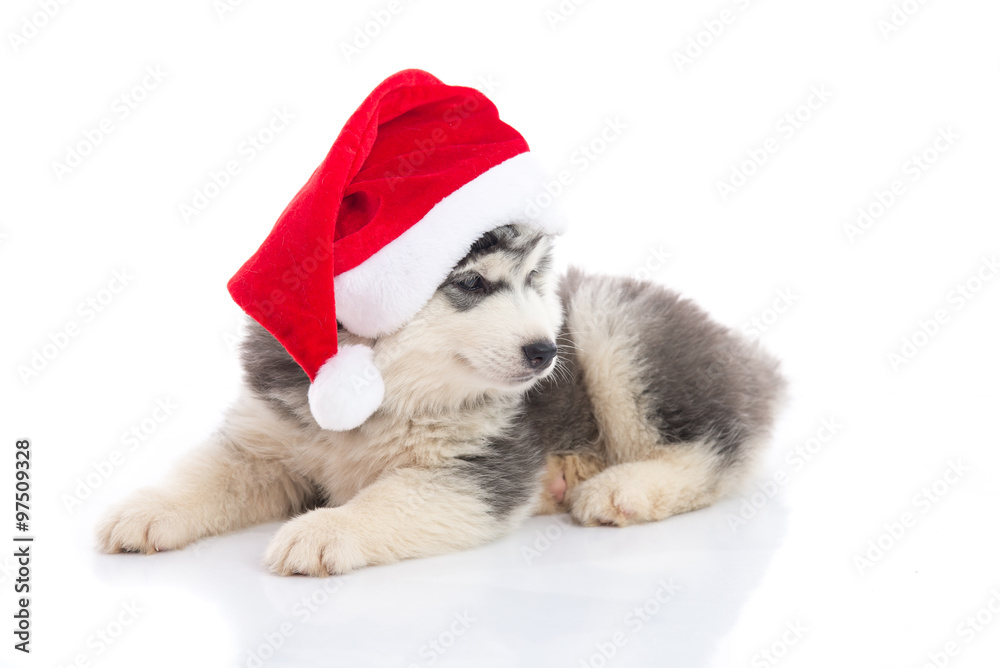 Siberian husky puppy in Santa Claus xmas red hat on white backgr Stock ...