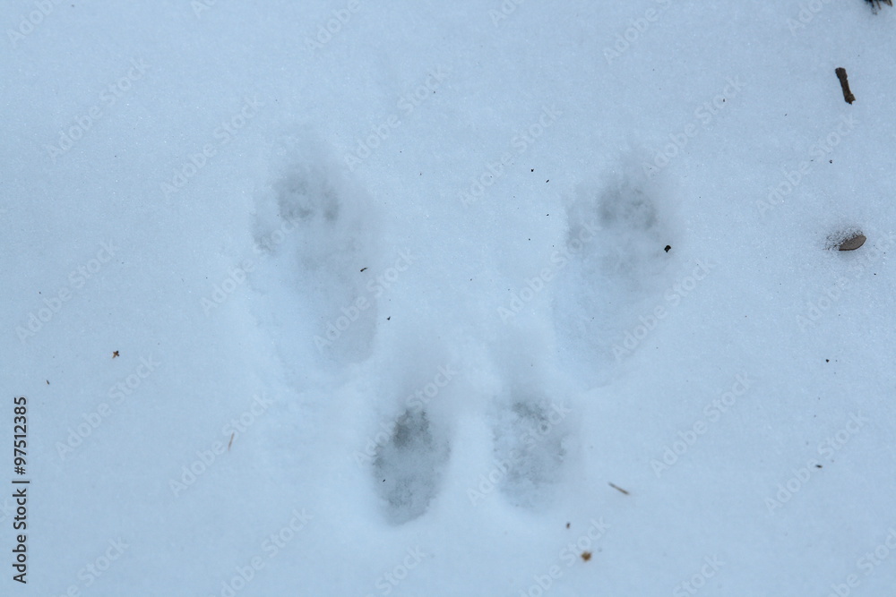 Squirrel Footprints In Snow