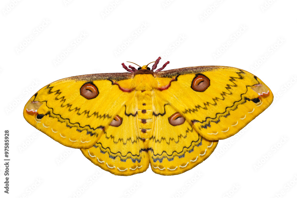 Isolated Golden Emperor Moth foto de Stock | Adobe Stock