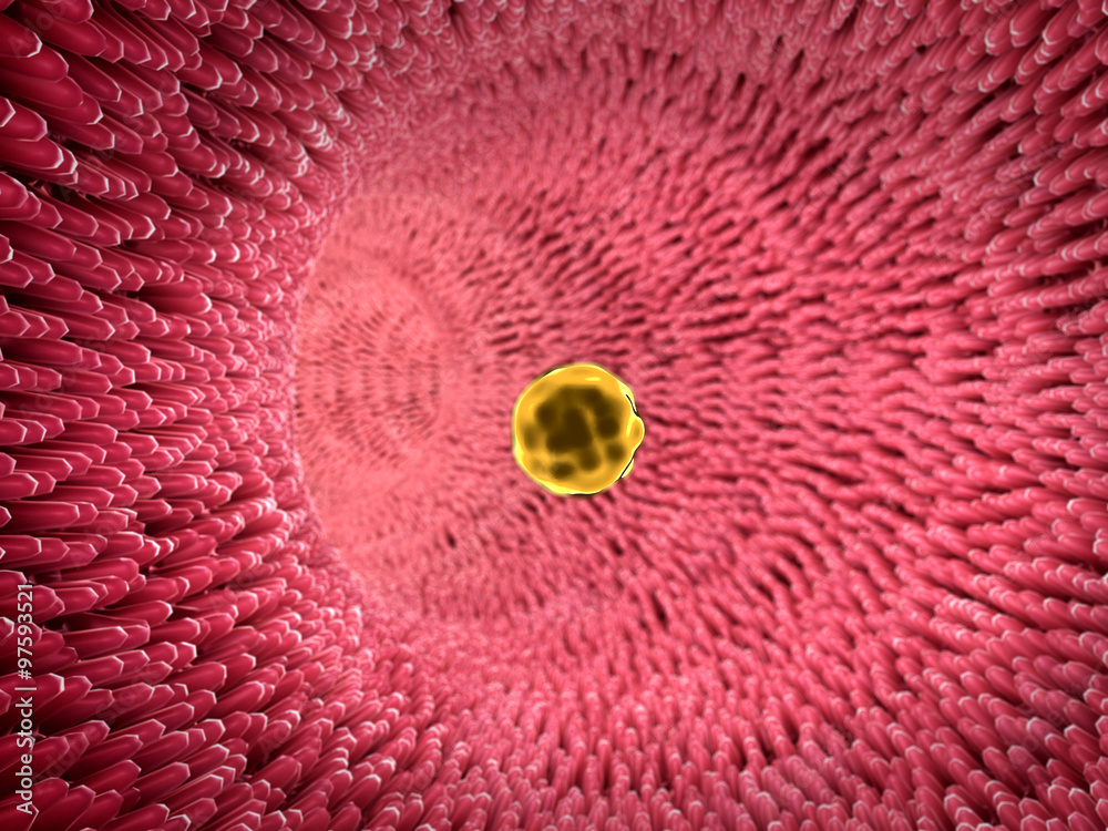 fat cell in the blood, High quality 3d render of blood cells ...