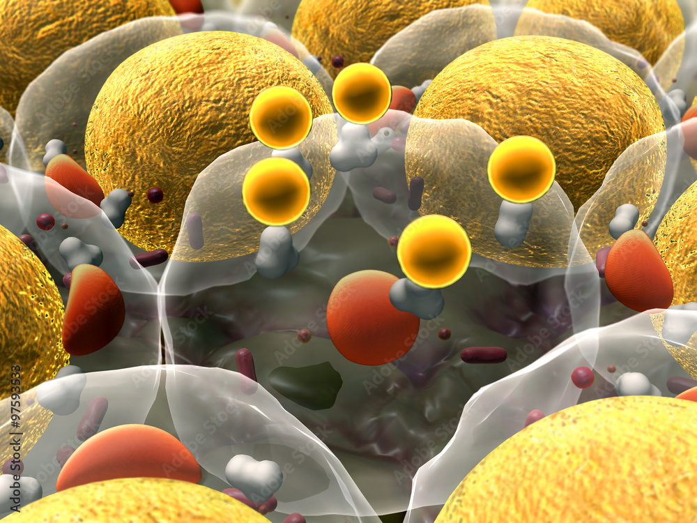 Fat Cells Under A Microscope
