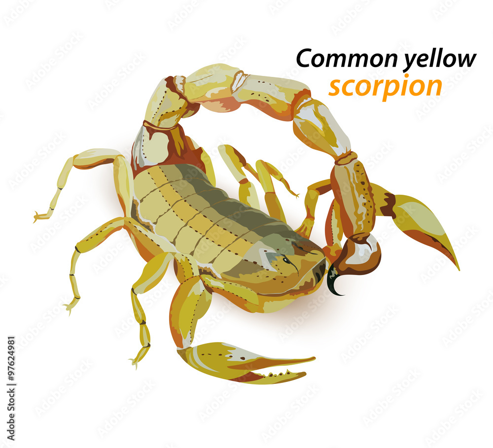 Common yellow scorpion vector on a white background Stock Vector ...