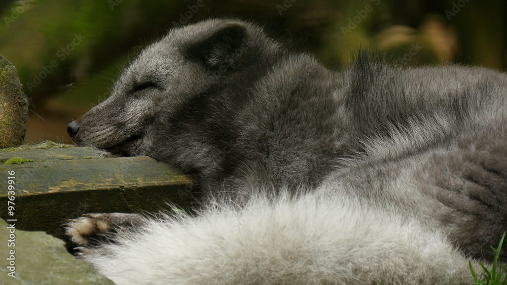 Video Stock polar fox (arctic fox) ( vulpes lagopus) sleeping with ist ...