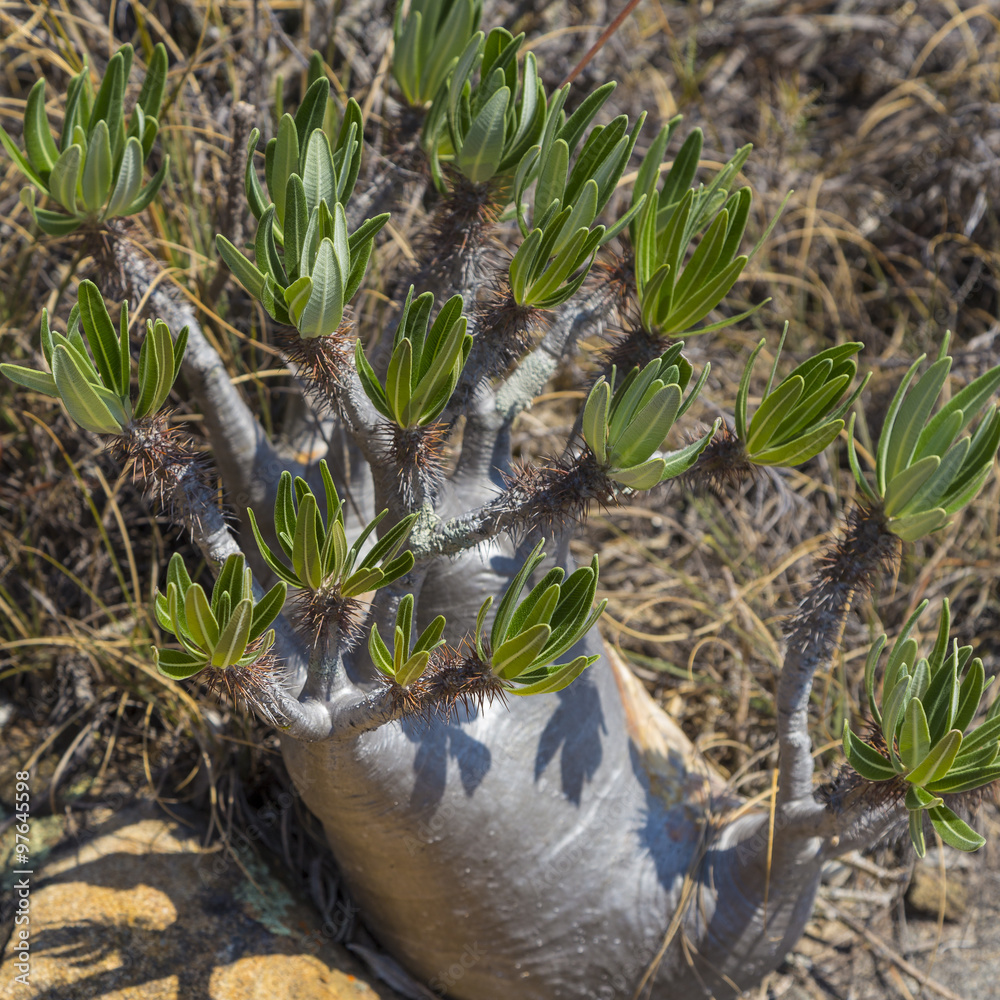 Elephant's foot plant in bloom in a Madagascar desert Stock Photo ...