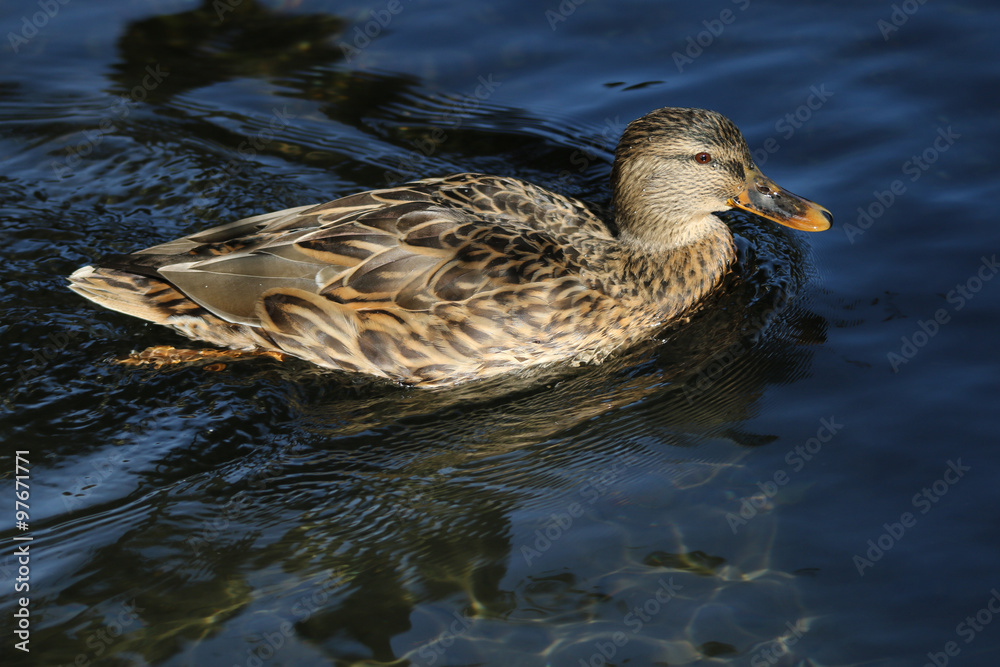 Wildente Stock-Foto | Adobe Stock