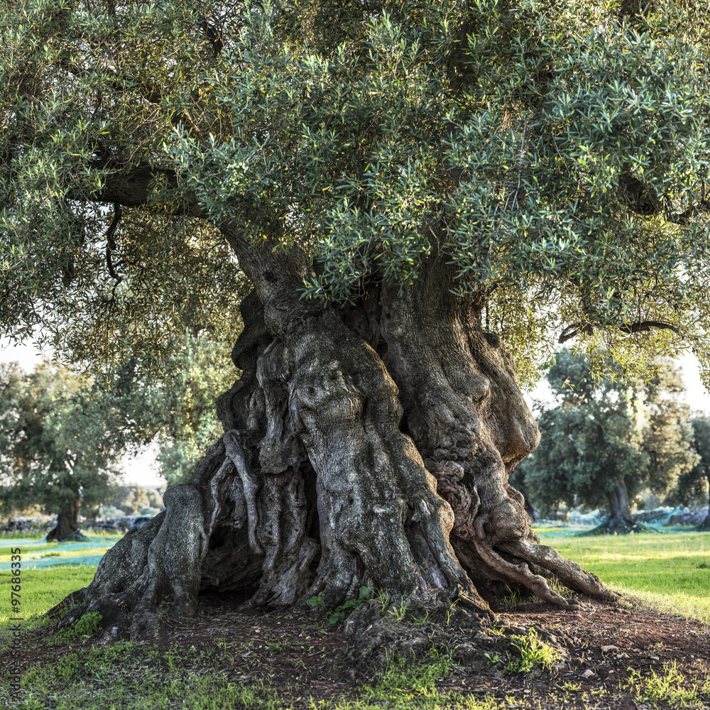 uralter Olivenbaum (Apulien, Italien) #2 Stock-Foto | Adobe Stock