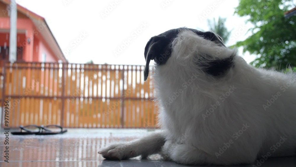Sad Dog Looking at the Rain Stock Video | Adobe Stock