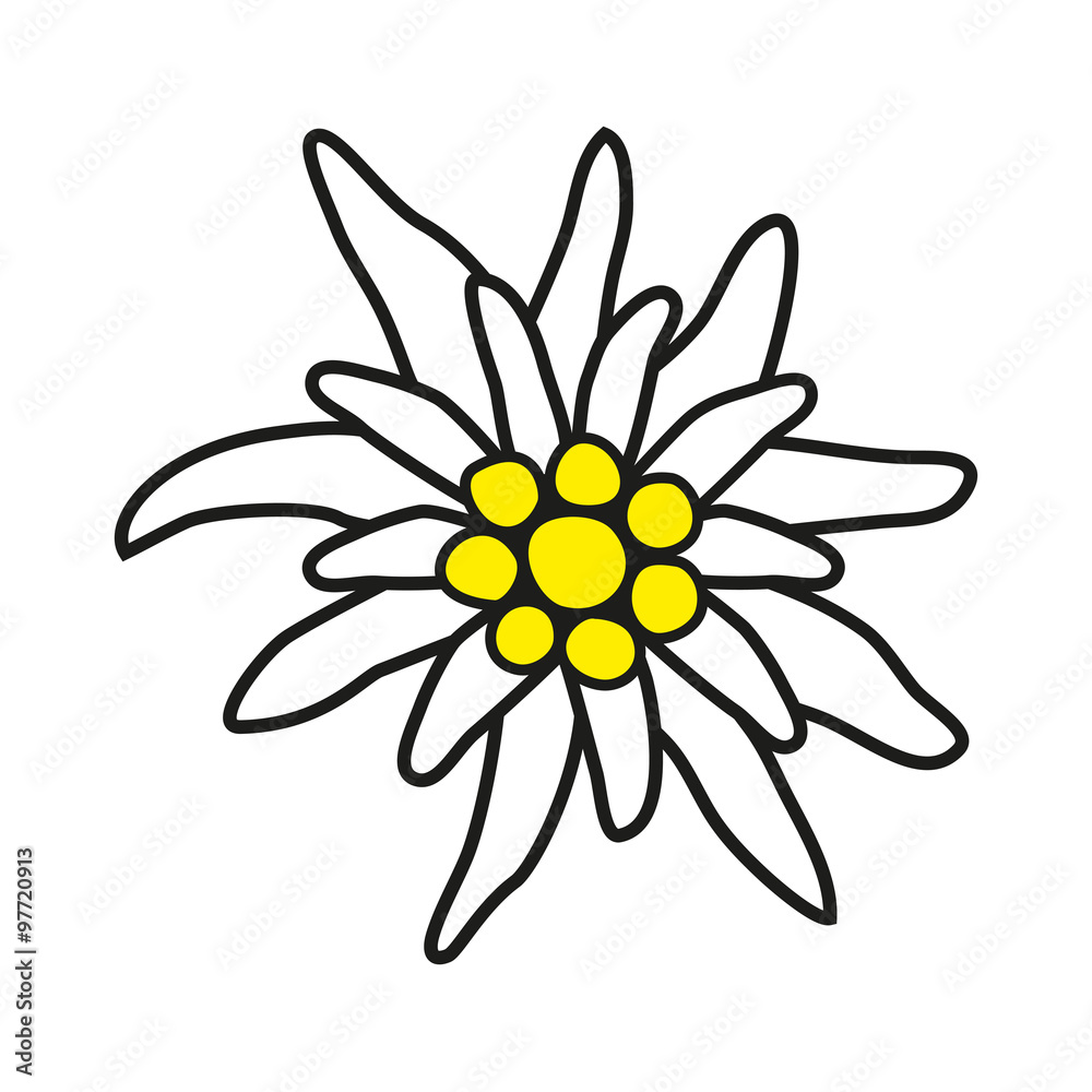 Edelweiß, gezeichnet Stock Vector | Adobe Stock