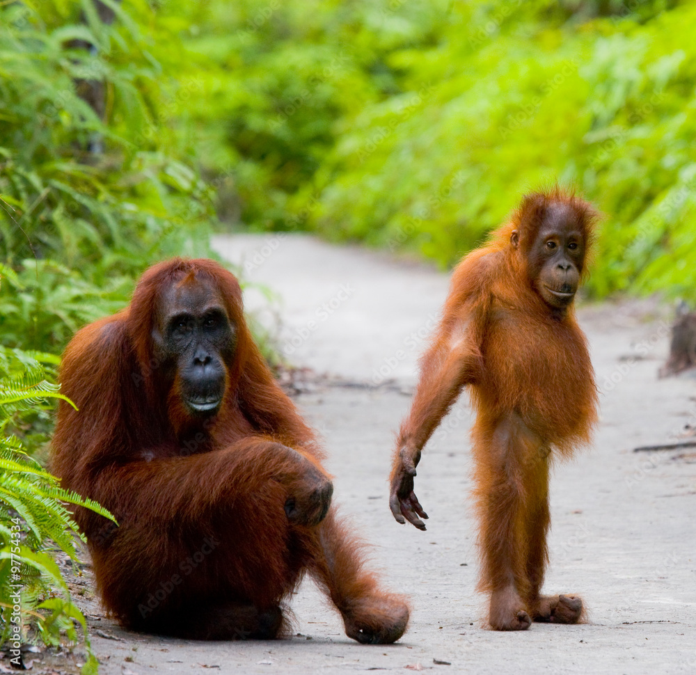 Female Orangutan Standing Up