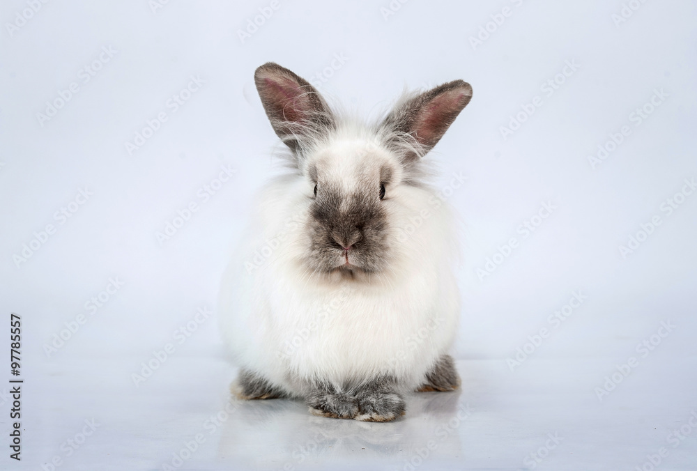Siamese Bunny