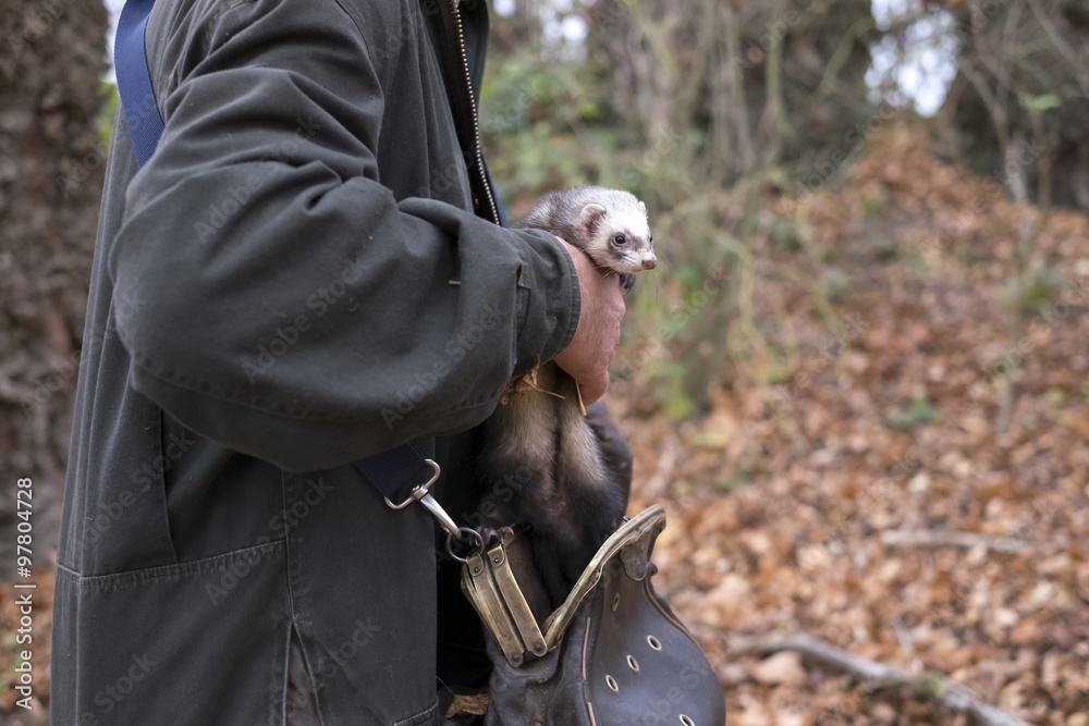 Furet pour la chasse au lapin de garenne Stock Photo | Adobe Stock