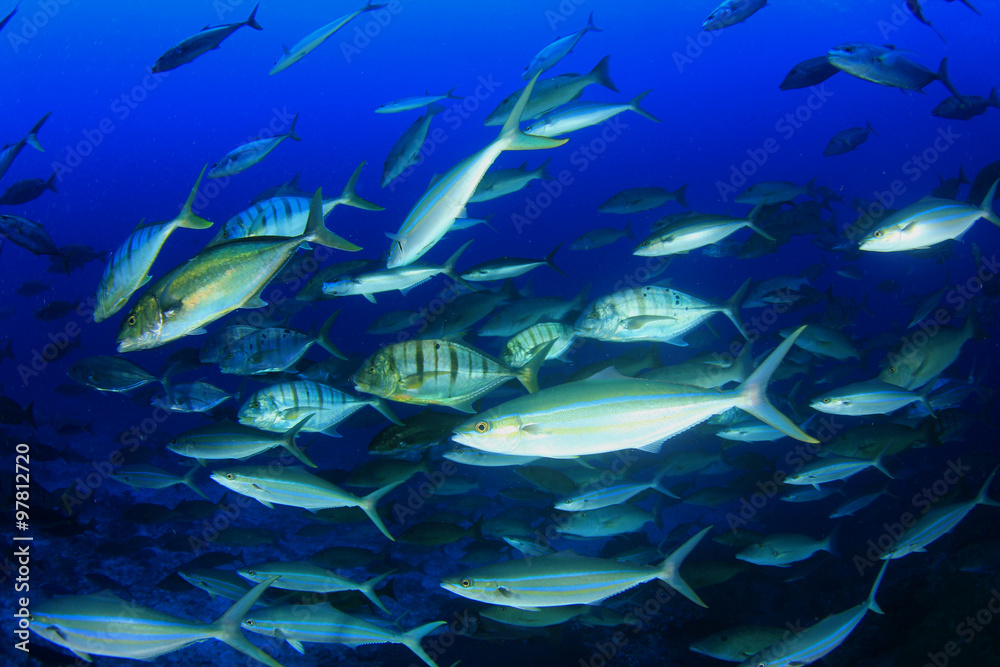 Pack of fish hunting: Tuna, Trevallies, Rainbow runners, Goatfish ...