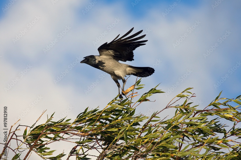 Flying crow landing on the bush. Hooded Crow (Corvus cornix). Stock ...