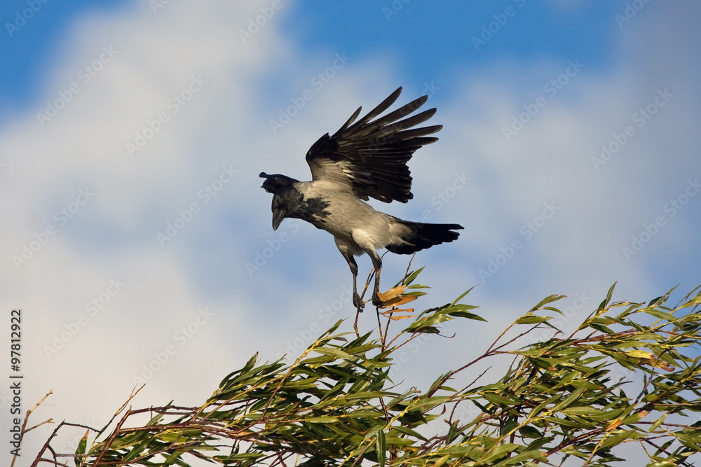 Flying crow landing on the bush. Hooded Crow (Corvus cornix). Stock ...