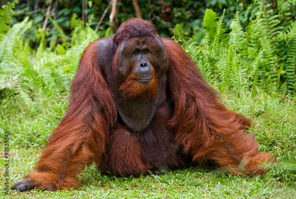 Dominant male orangutan sitting on the ground. Indonesia. The island of ...