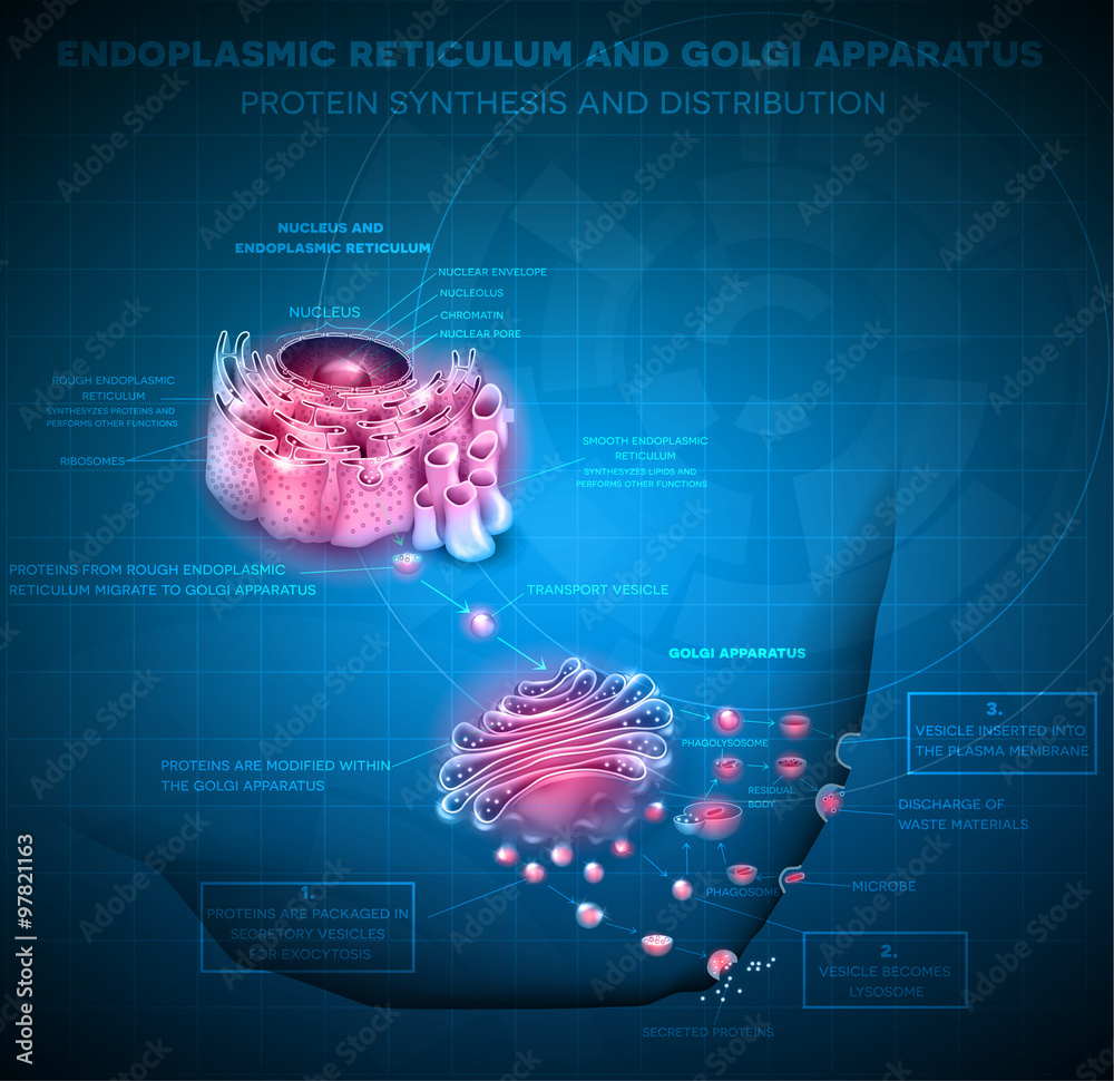 Vetor de Endoplasmic reticulum and Golgi Apparatus. Protein synthesis ...