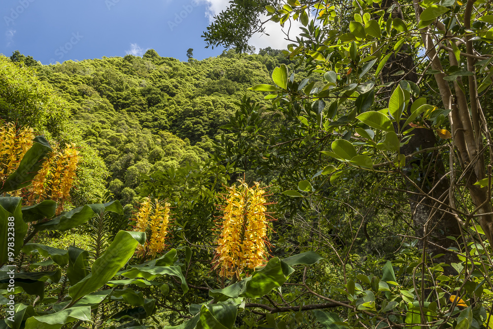 Hedychium gardnerianum flowers, a plant that is a serious invasive ...