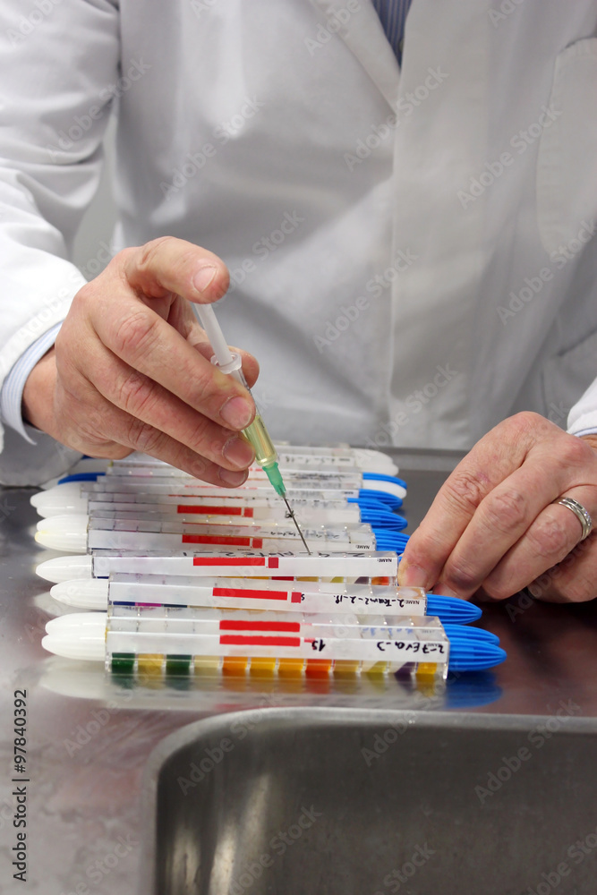 Scientist hands holding syringe performing microbiological strain ...