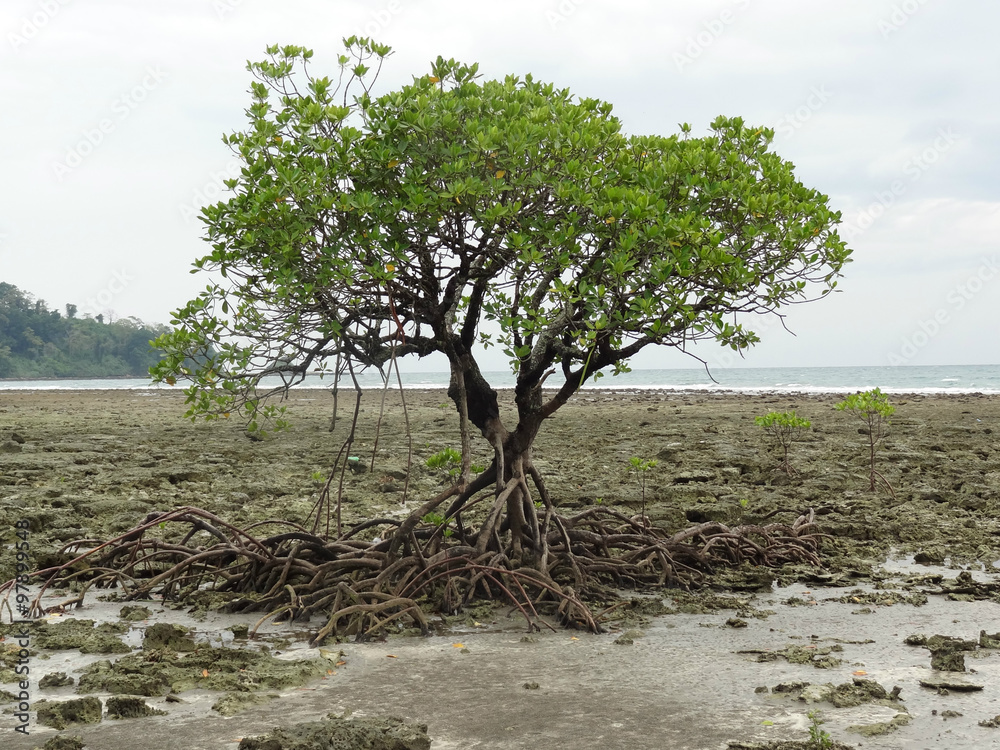 Mangrove tree at Andaman and Nicobar Islands, India Stock Photo | Adobe ...