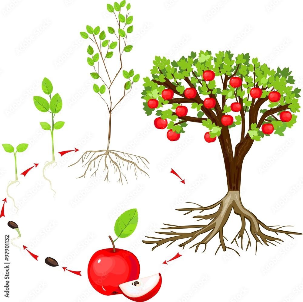 life cycle of apple tree Stock Vector | Adobe Stock