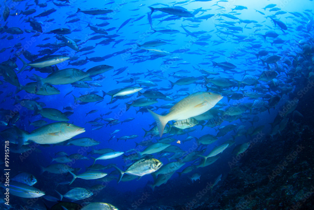 Swarm predator fish school hunting: Tuna, Trevallies, Jacks, Rainbow ...