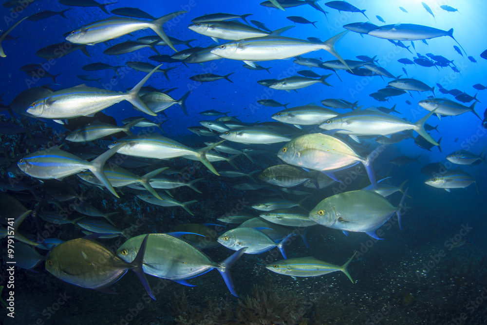 Swarm predator fish school hunting: Tuna, Trevallies, Jacks, Rainbow ...