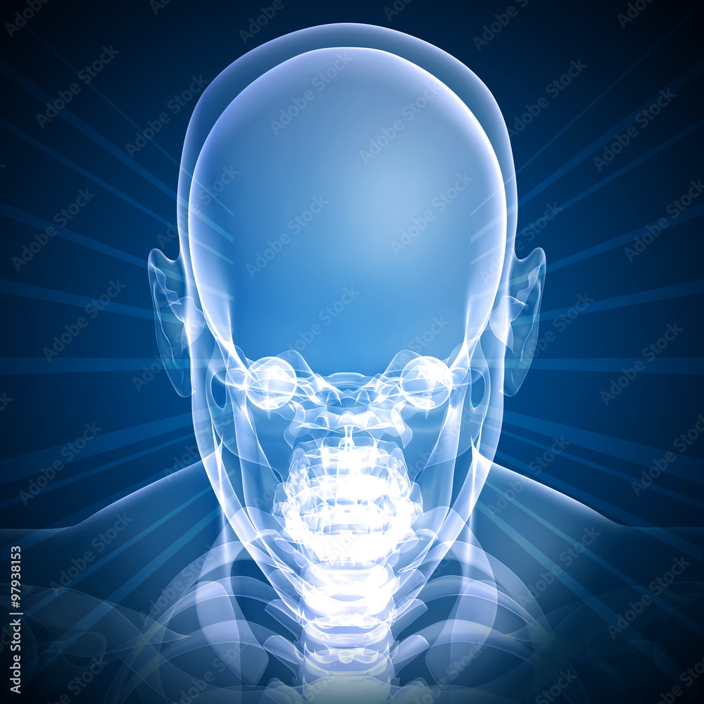 Front face skull x-ray image Stock Illustration | Adobe Stock
