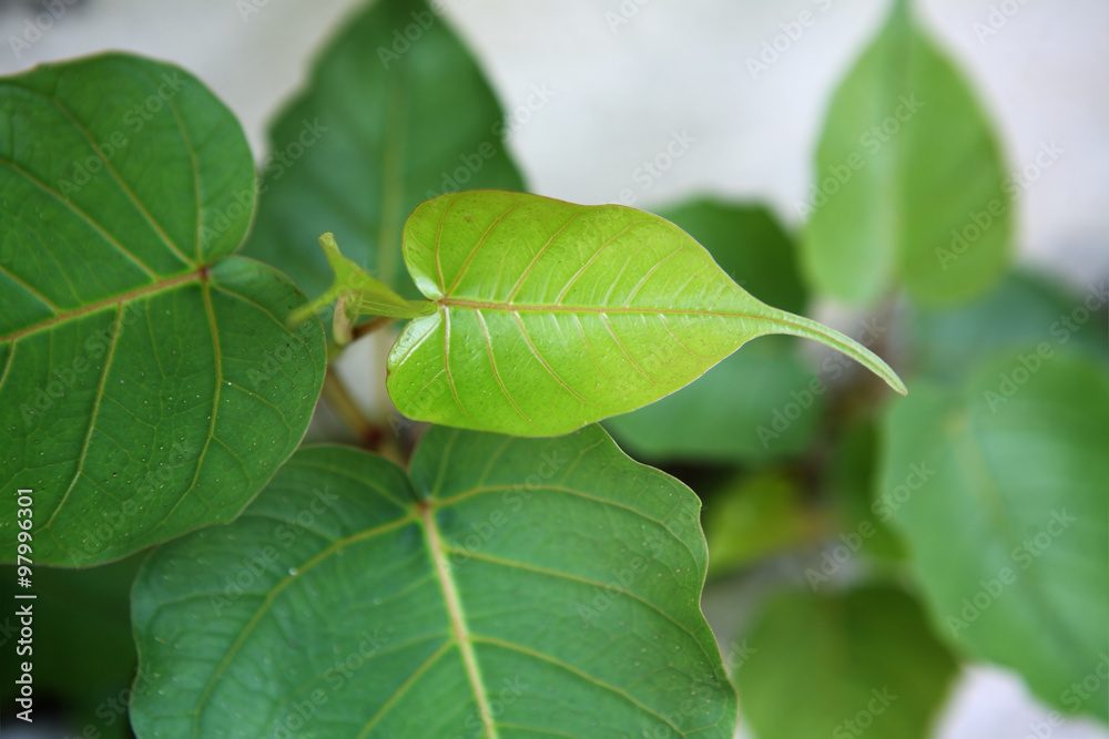 Sacred Fig Tree, Pipal Tree, Bohhi Tree, Bo Tree, Peepul. (Ficus Stock ...