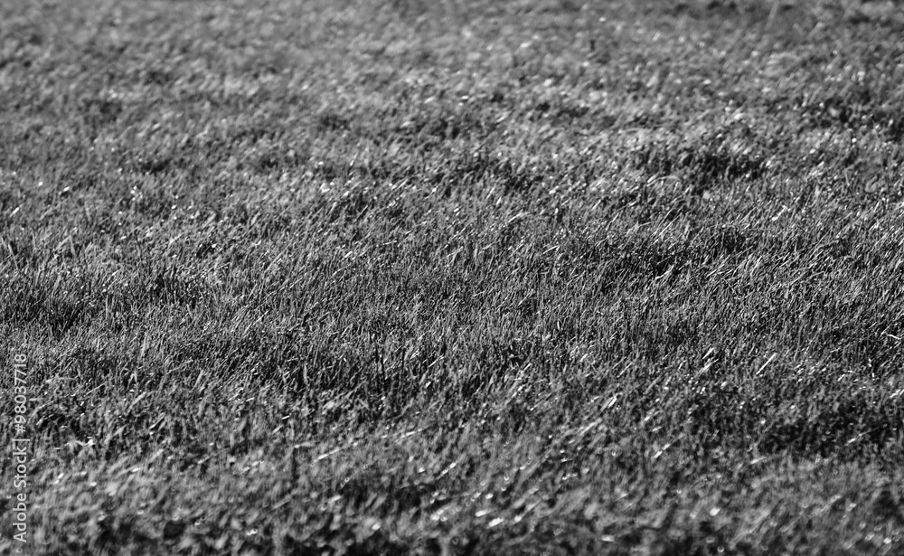 Grass Field Black And White