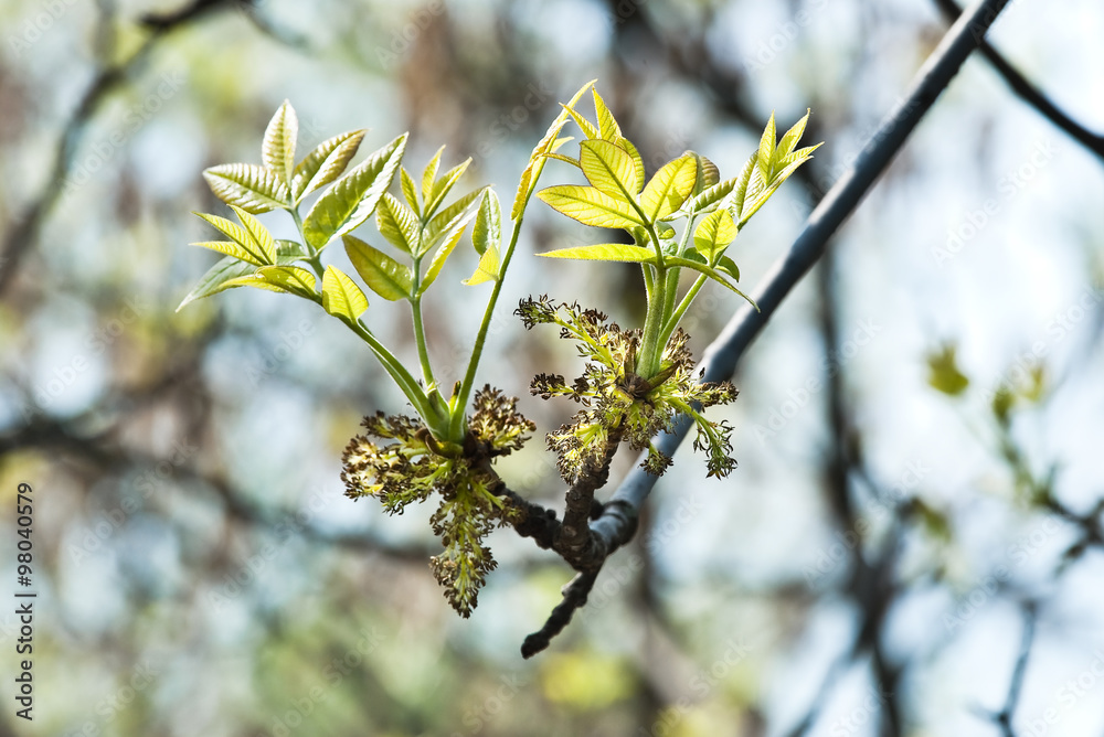A branch of a flowering Ash tree in the spring Stock-Foto | Adobe Stock
