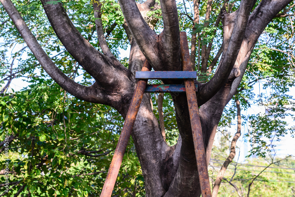 Tree branch bracing with steel in garden Stock Photo | Adobe Stock